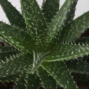 SUCCULENT Rostlina, různé druhy/Sukulent, 9 cm