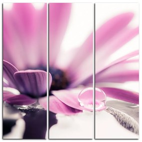 Obraz na plátně - Kapka rosy na lupenech květu - čtverec 380B (75x75 cm)