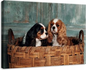 Obraz 70x50 Štěňata Cavalier King Charles Spaniel košík sladký