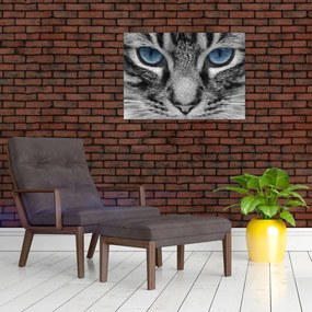 Obraz kočky (70x50 cm)
