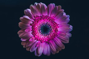 Samolepící tapeta purpurová gerbera