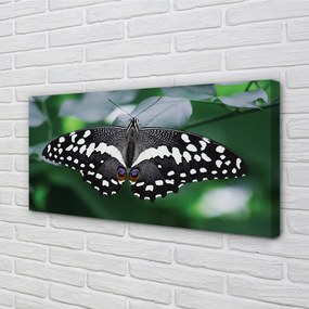 Obrazy na plátně Barevný motýl listí 125x50 cm
