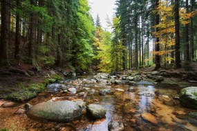 DIMEX | Samolepicí vliesová fototapeta na zeď Lesní proud MA-5-1616 | 375 x 250 cm | zelená, hnědá, šedá