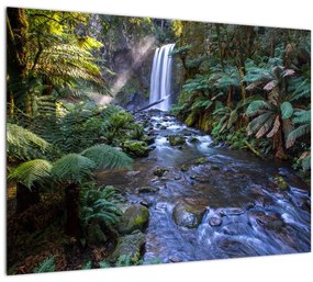 Skleněný obraz austraského deštného lesa (70x50 cm)