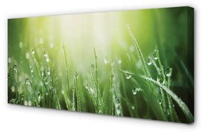 Obrazy na plátně Tráva slunce kapky 120x60 cm