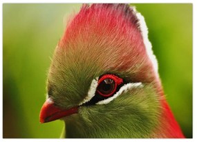 Obraz barevného ptáka (70x50 cm)