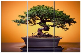 Obraz na plátně - Bonsai 1244B (135x90 cm)