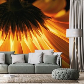 Samolepící fototapeta gerbera na tmavém pozadí - 450x300 cm