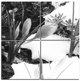Obraz na plátně - Časné jarní květiny - čtverec 3242QE (60x60 cm)
