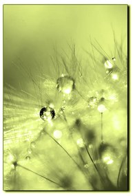 Obraz na plátně - Dandelion z kapkami rosy- obdélník 7262ZA (90x60 cm  )