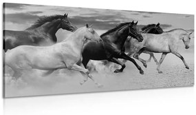 Obraz stádo koní v černobílém provedení