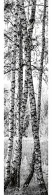 DS-003 Samolepící tapeta BŘÍZY - samolepící dekorační pás | 60 x 260 cm | šedá, bílá, černá