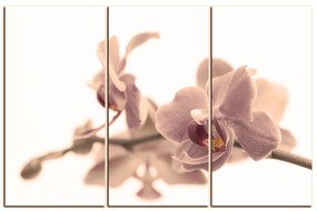 Obraz na plátně - Orchidej květ izolována na bílém pozadí 1222FB (120x80 cm)