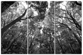 Obraz na plátně - Zelené stromy v lese 1194QB (135x90 cm)