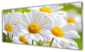 Plexisklo-obraz Sedmikrásky Rostlina Příroda 125x50 cm