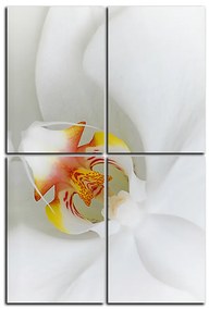 Obraz na plátně - Detailní záběr bílé orchideje - obdélník 7223E (120x80 cm)