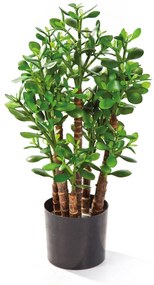 CRASSULA OVATA - Tlustice vejčitá Výška: 60 cm