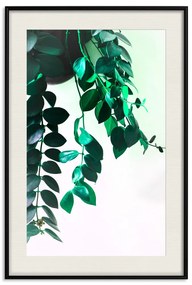 Plakát Přírodní korály - rostlina s přírodními listy na kontrastním pozadí