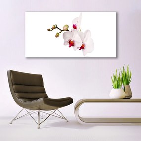 Plexisklo-obraz Květiny Příroda Orchidej 120x60 cm