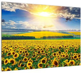 Skleněný obraz - Pole Slunečnic (70x50 cm)