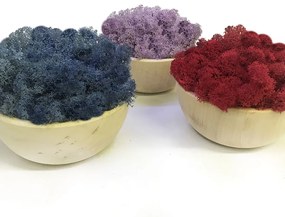 WOODILO Sobí mech v dřevěném květináči | barevný sobí mech Barva lišejníku: modrá, Průměr misky: 16 cm