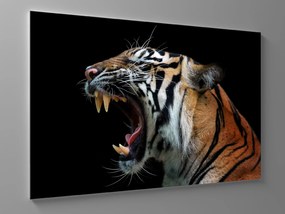 Liox Obraz tygří řev Rozměr: 100 x 65 cm