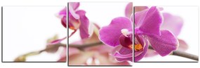 Obraz na plátně - Orchidej květ izolována na bílém pozadí - panoráma 5222D (90x30 cm)