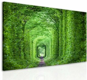 Obraz Zelený tunel