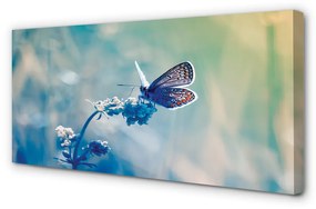Obrazy na plátně barevný motýl 100x50 cm