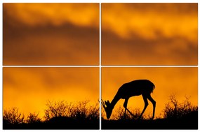 Obraz na plátně - Antilopa skákavá silueta 1913D (90x60 cm)