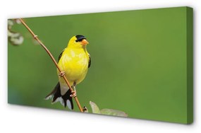 Obrazy na plátně žlutý papoušek 140x70 cm