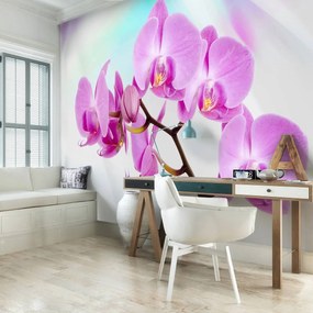 Fototapeta - Orchidej (152,5x104 cm)