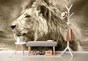 Samolepící tapeta africký lev v sépiovém provedení - 300x200 cm
