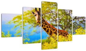 Obraz žirafy v Africe (125x70 cm)