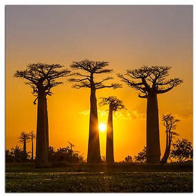 Obraz na plátně - Baobaby při západu slunce - čtverec 305A (80x80 cm)