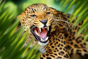 DIMEX | Samolepicí vliesová fototapeta na zeď Leopard v džungli MA-5-0550 | 375 x 250 cm | zelená, béžová, černá, žlutá