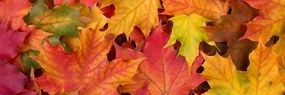 Obraz listy podzimu - 135x45 cm