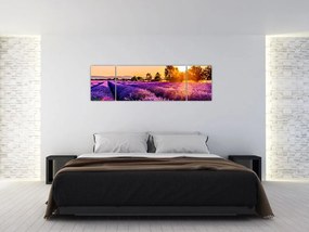Obraz levandulového pole, Provence (170x50 cm)