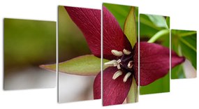 Kvetoucí rostlina - obrazy do domu