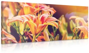 Obraz nádherně kvetoucí zahradní květiny Varianta: 120x60