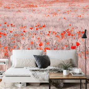 Fototapeta Poppy Field Strukturální vinyl 416x290