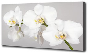 Wallmuralia Foto obraz canvas Orchidej 100x50