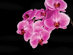 Purple orchids - 20 x 25 cm