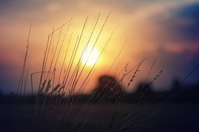 Fototapeta východ slunce nad loukou - 150x100 cm