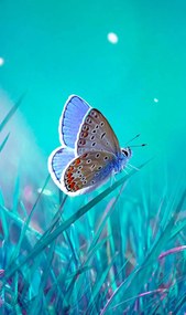 Třídílný obraz motýl v trávě Velikost (šířka x výška): 90x70 cm