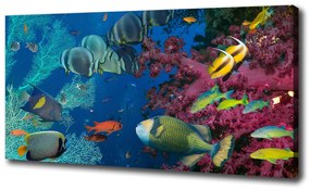 Wallmuralia Foto obraz na plátně Korálový útes 100x50