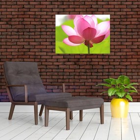 Obraz květu Lotusu (70x50 cm)
