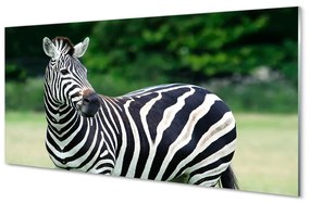 akrylový obraz Zebra box 140x70 cm