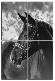 Obraz na plátně - Černý kůň - obdélník 7220QE (90x60 cm)