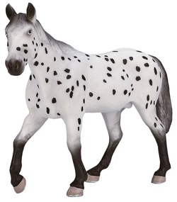Mojo Appaloosa hřebec